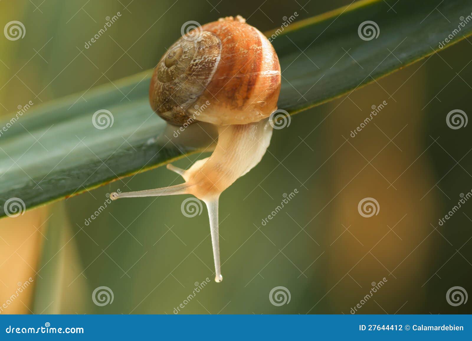 Snail Climbing a Green Leaf Stock Photo - Image of creature, slowness ...