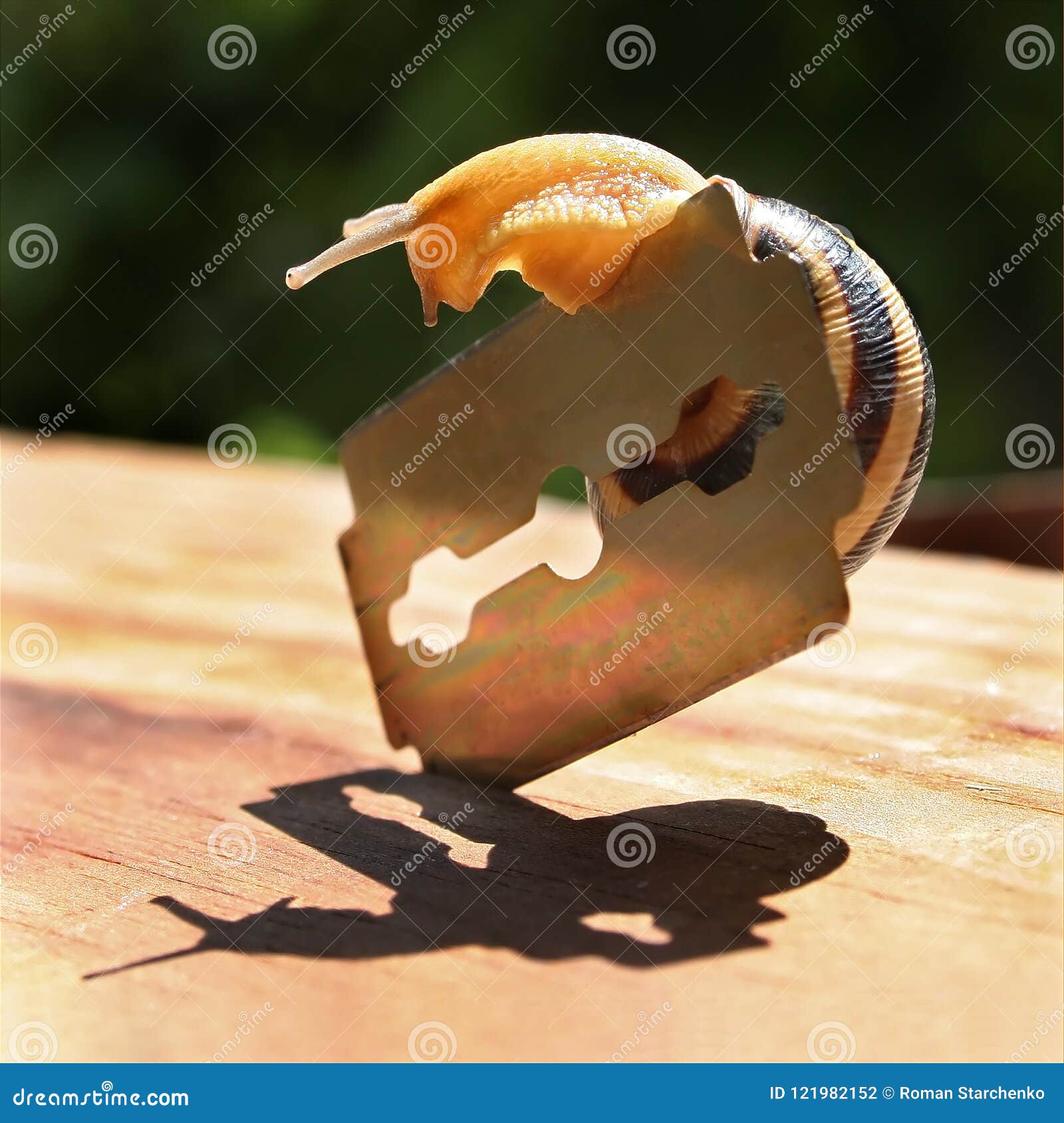 Snail is Climbing Over a Razor Blade Stock Photo - Image of equipment ...