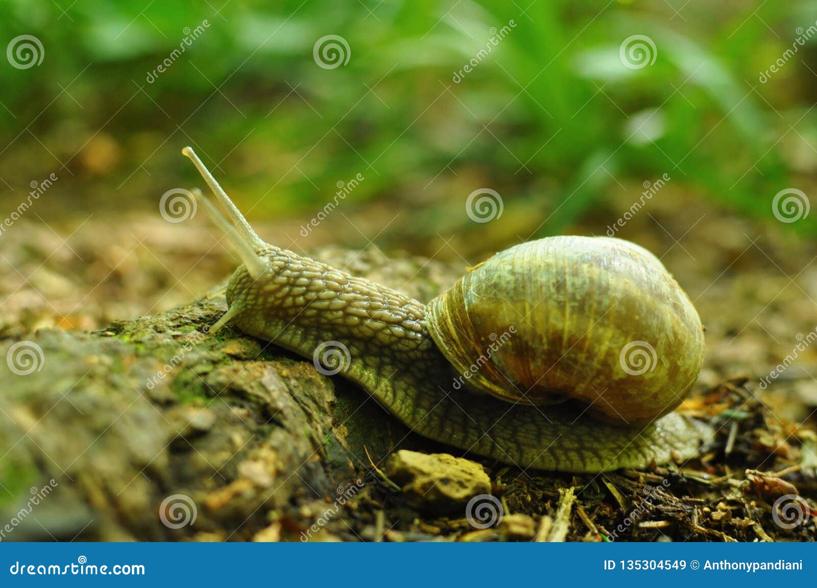 Snail Climbing a Piece of Wood Stock Image - Image of macro, piece ...