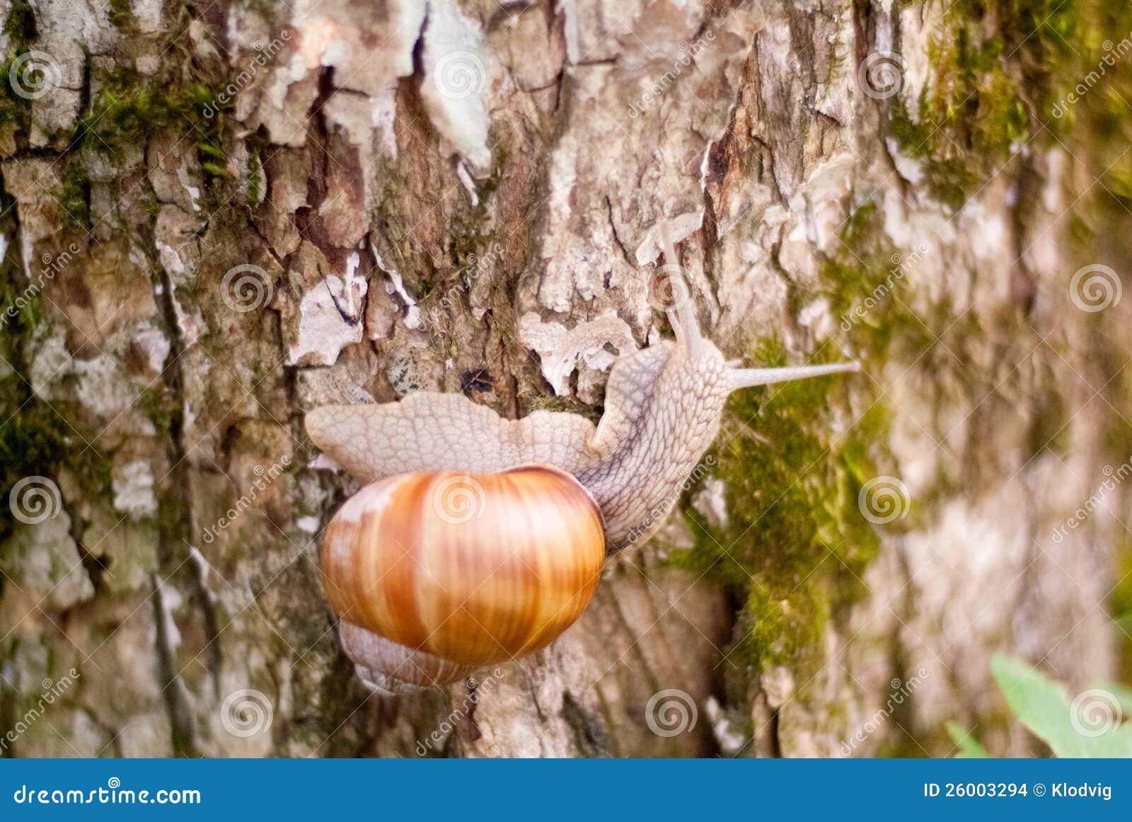Snail climbing on tree stock photo. Image of shell, tentacle - 26003294