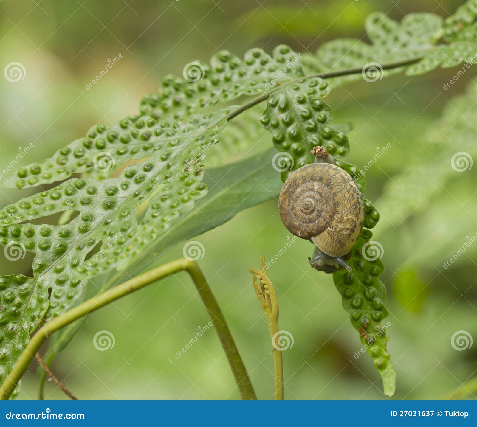Snail is Climbing on the Tree Stock Image - Image of nature, slimy ...