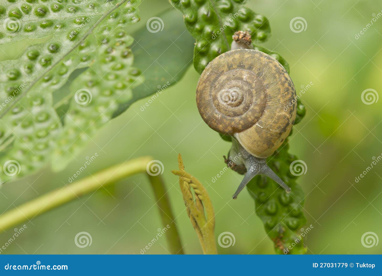Snail is Climbing on the Tree Stock Image - Image of house, helix: 27031779