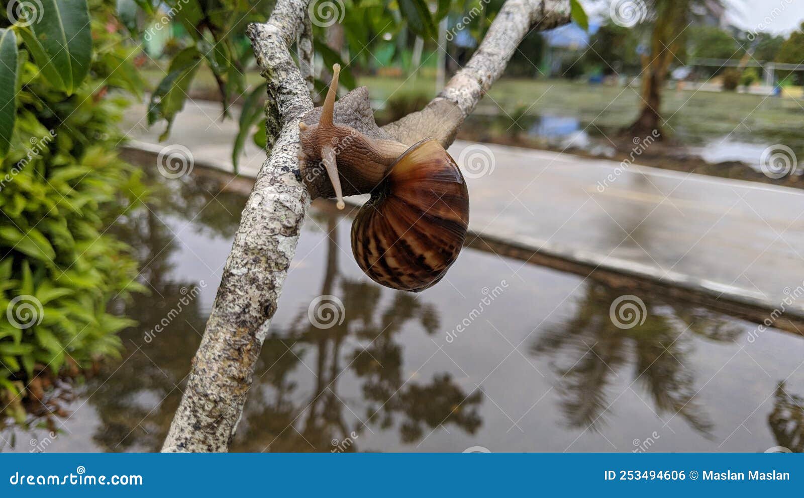 A snail climbing on a tree stock photo. Image of beautiful - 253494606