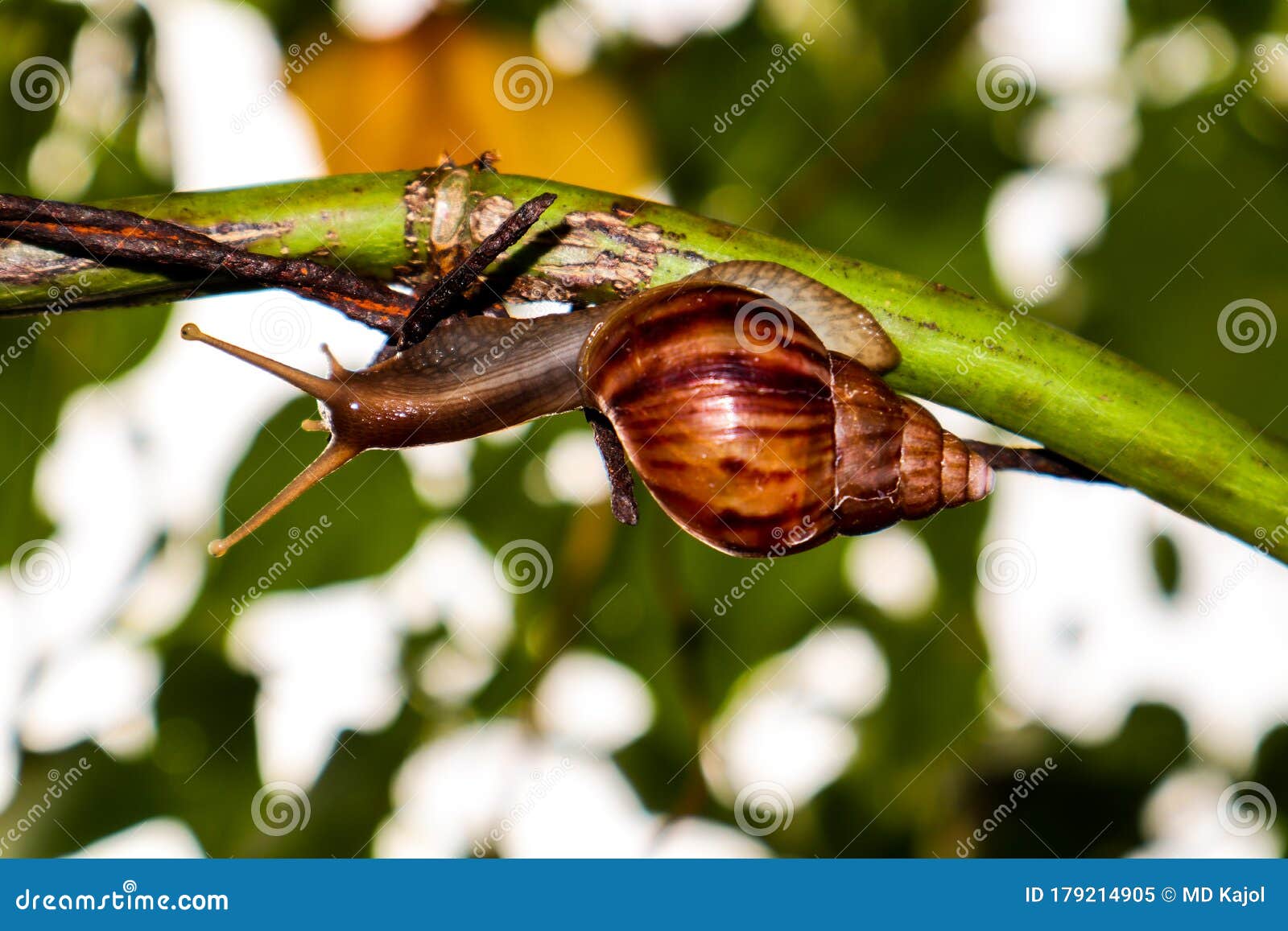 Snail climbing tree stalk stock image. Image of gastropod - 179214905