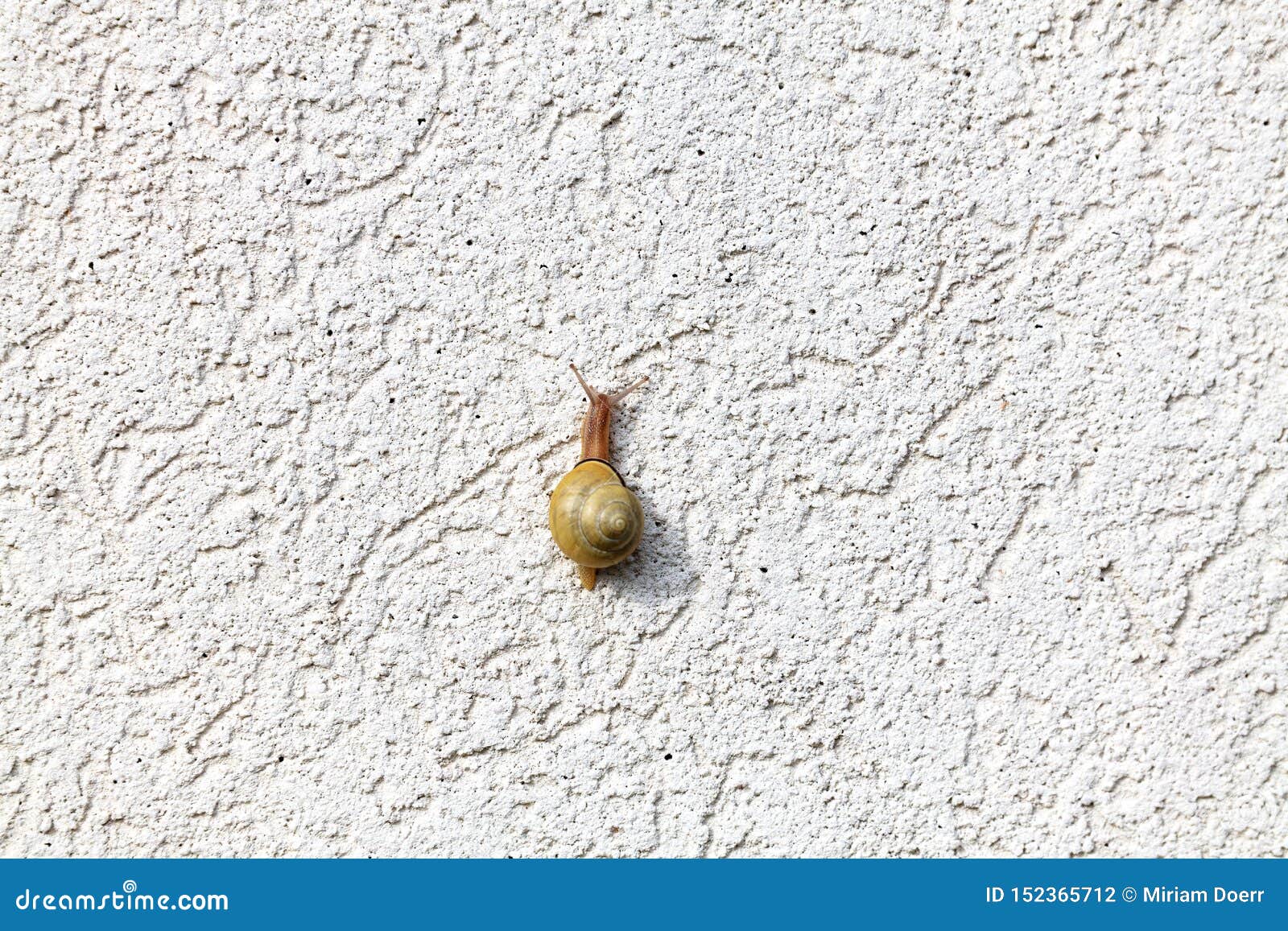 Snail is Climbing Up a Plastered White Wall Stock Photo - Image of ...