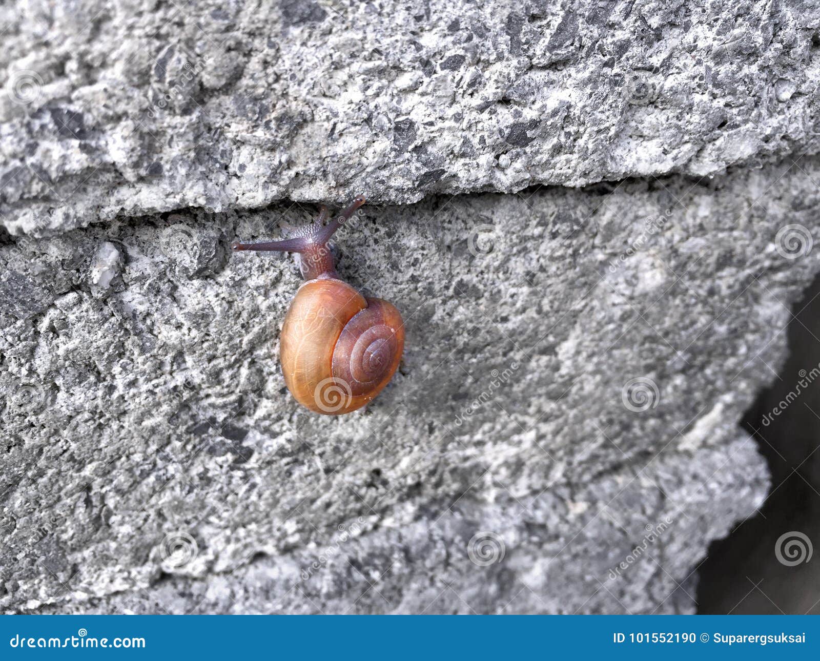 Snail Climbing Up on Stone Tiled Wall Stock Photo - Image of close ...