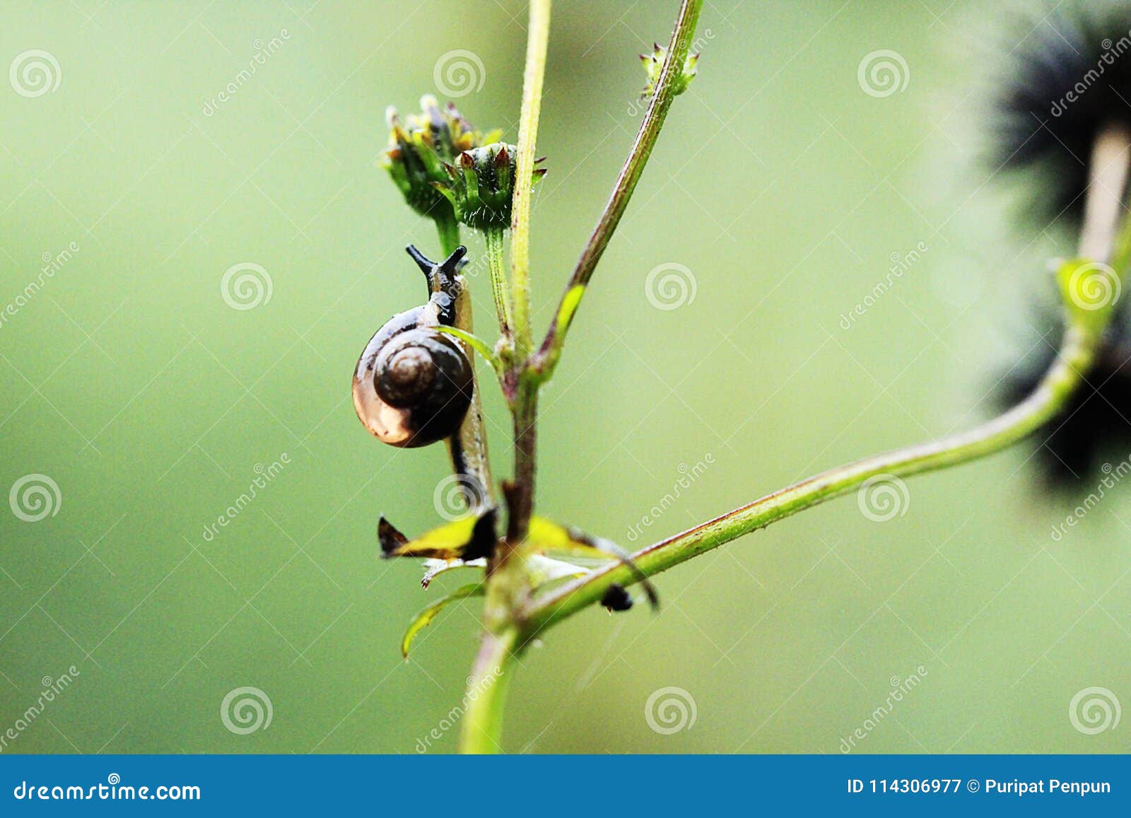 Snail is Going Up the Tree. Stock Image - Image of continued, narathat ...