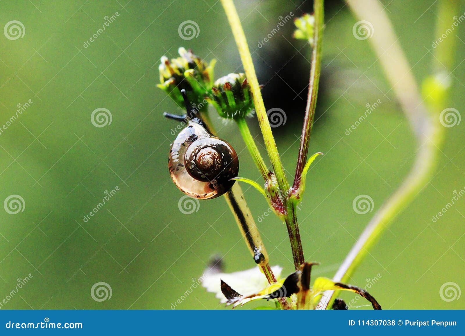 Snail is Going Up the Tree. Stock Photo - Image of flowers, green ...