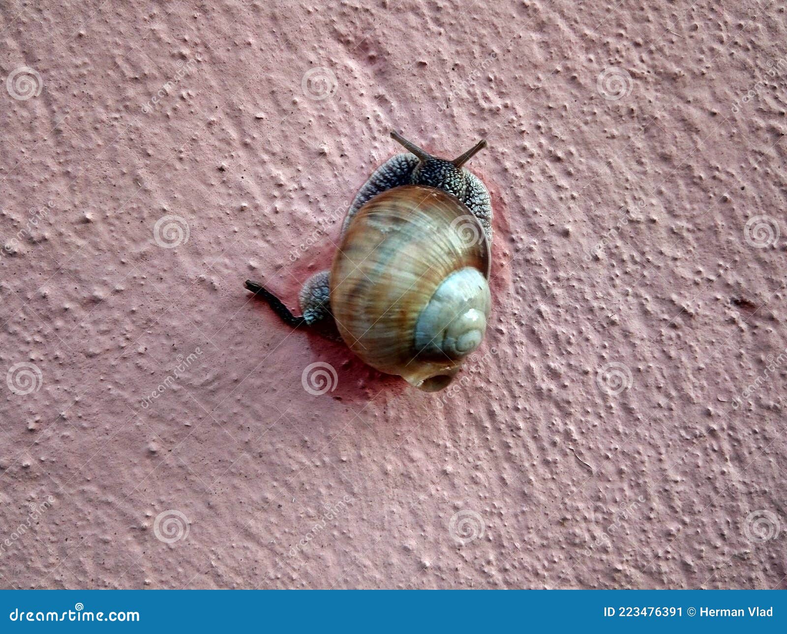 Snail Climbing a Wall - Animals Stock Image - Image of animal, animals ...