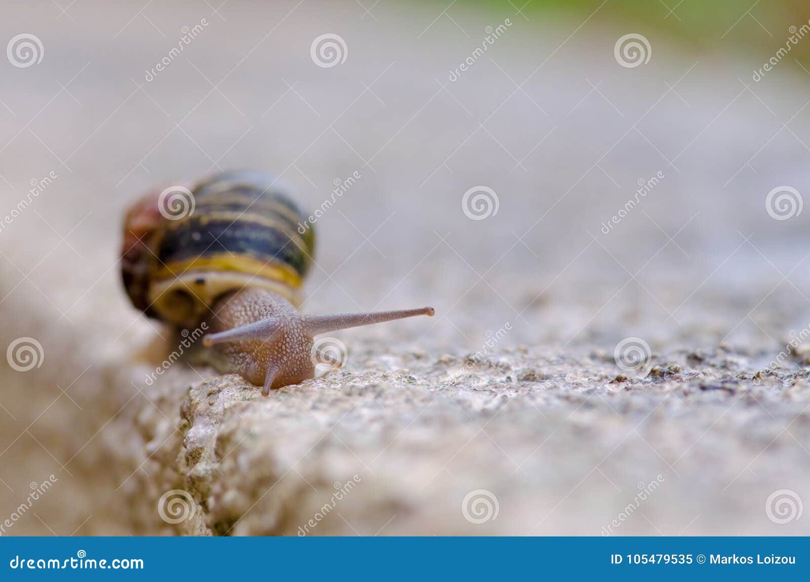 Snail Climbing a Wall stock image. Image of amphib, green - 105479535