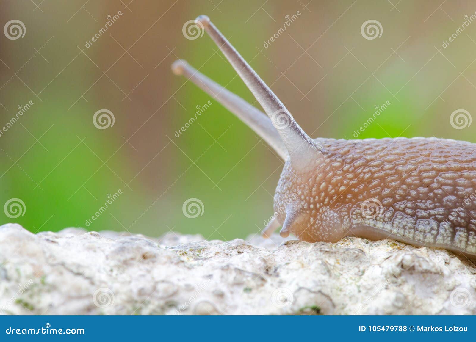 Snail Climbing a Wall stock photo. Image of parasit - 105479788