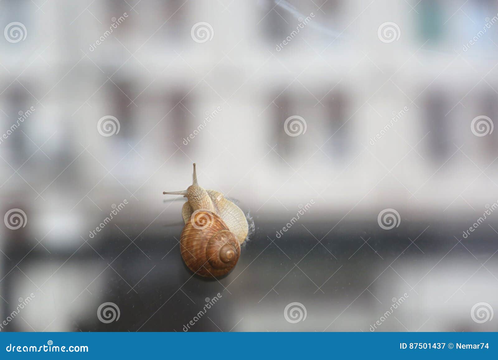 Snail Climbing on the Window in Urban Area Stock Image - Image of climb ...