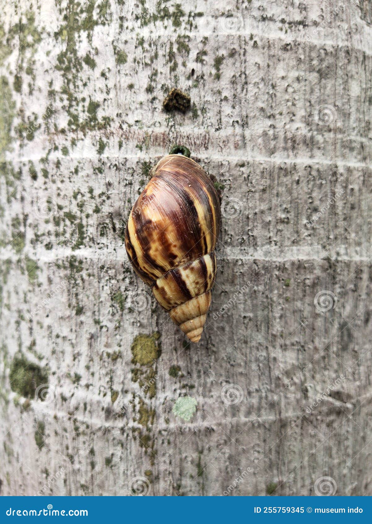 Snail Cling To Tree and Hide in Their Shells Stock Image - Image of ...
