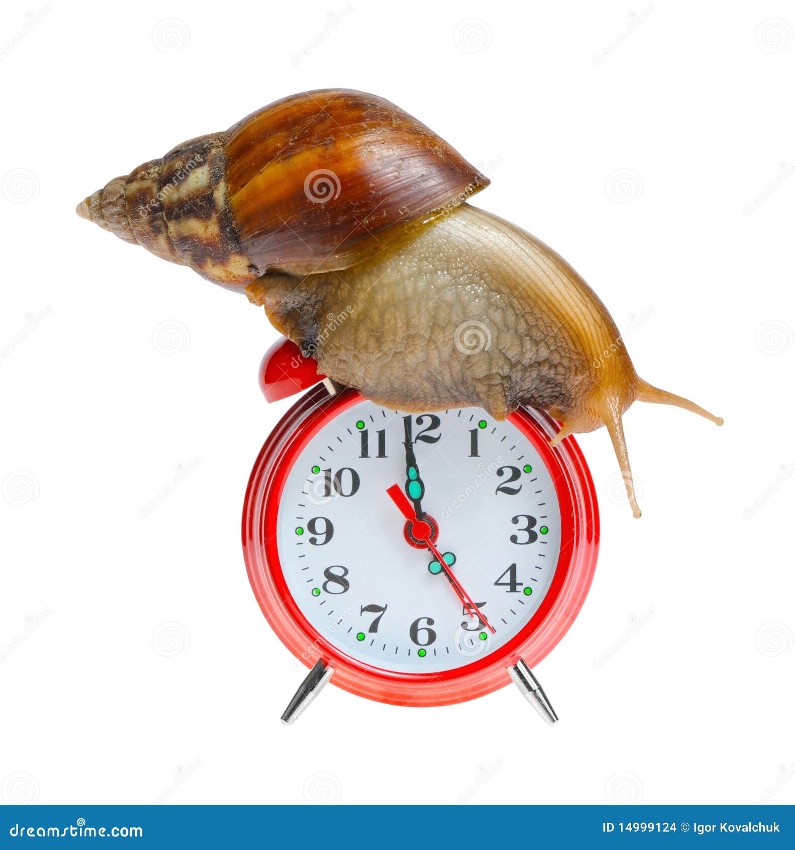 278 Snail Clock Photos - Free & Royalty-Free Stock Photos from Dreamstime