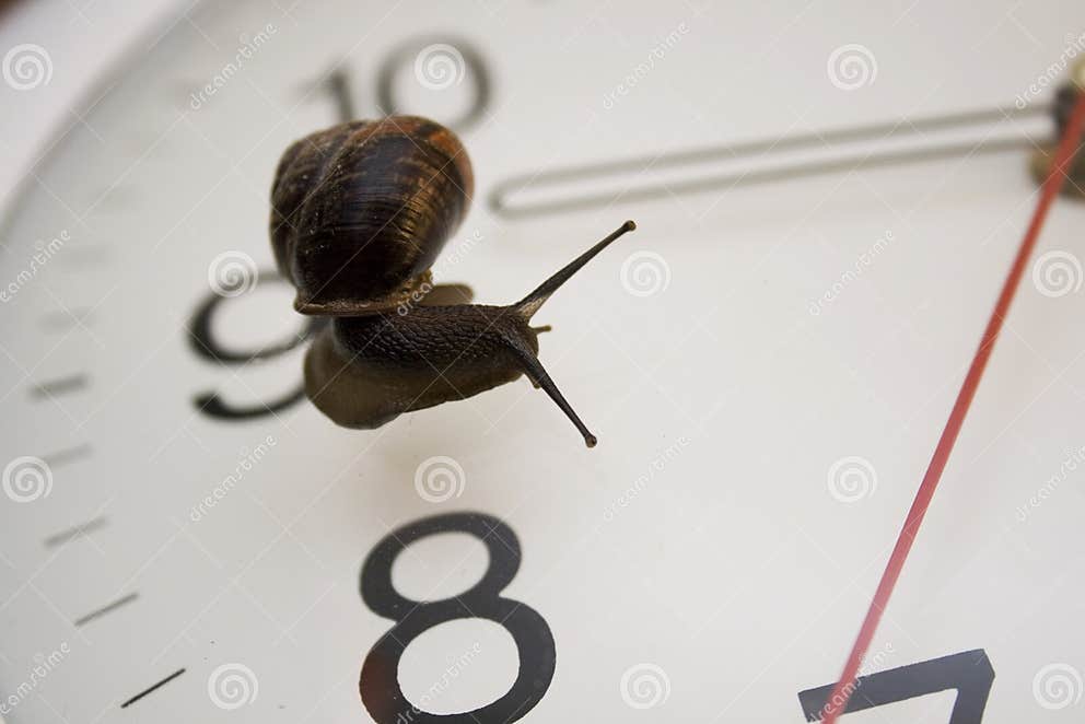 Snail and clock stock photo. Image of snail, clock, arrow - 5214960