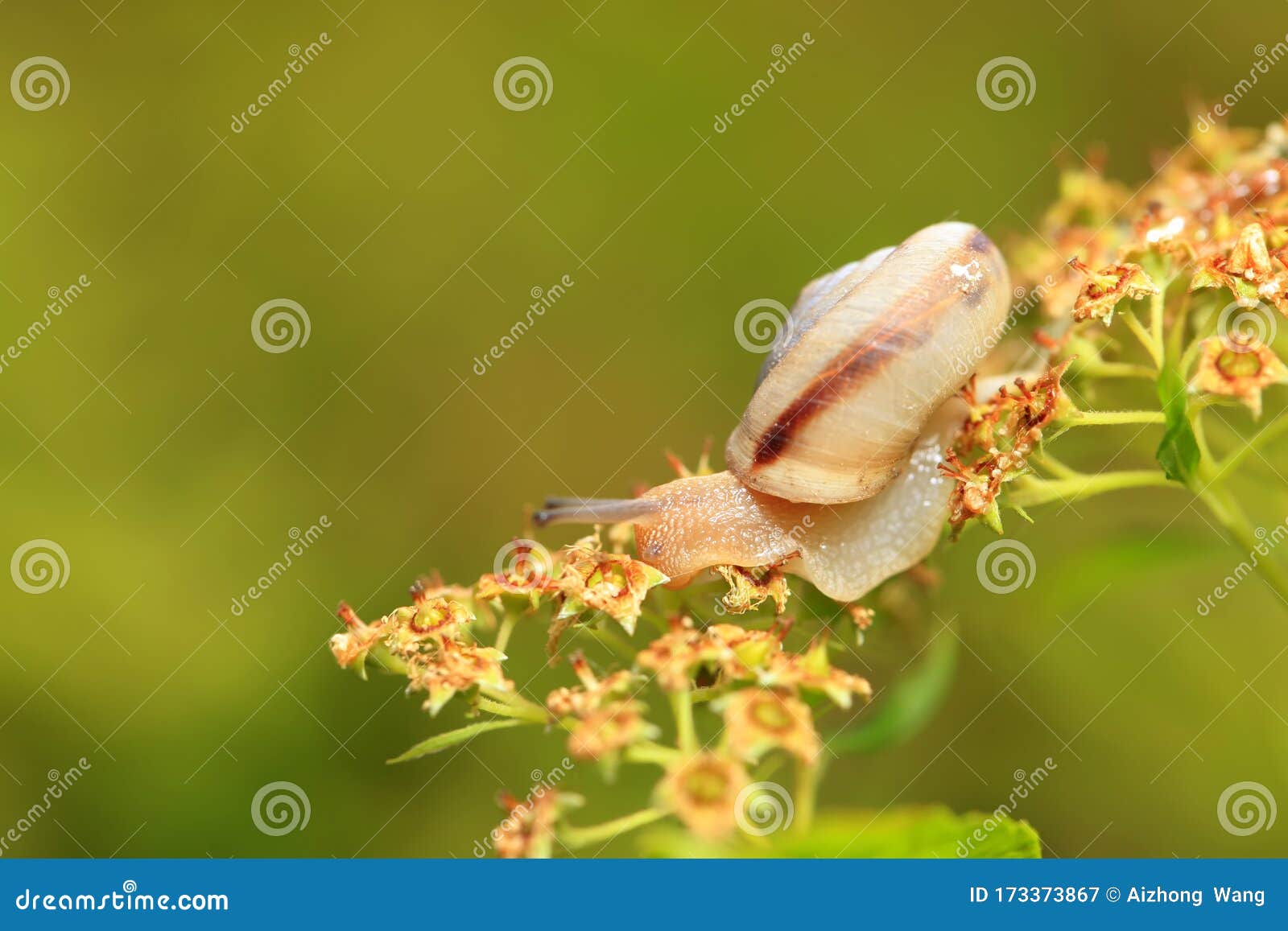 A snail, close-up stock image. Image of biology, brown - 173373867
