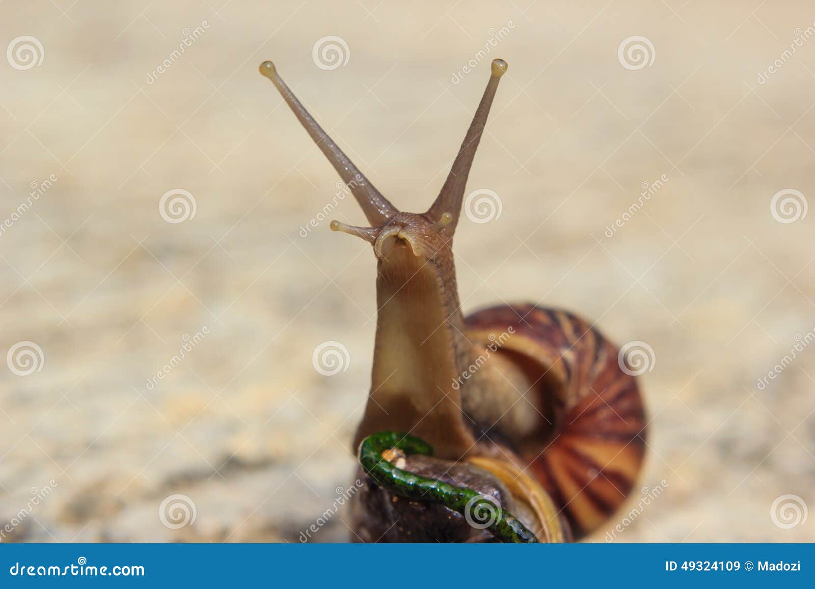 Snail stock image. Image of slither, macro, invertebrate - 49324109