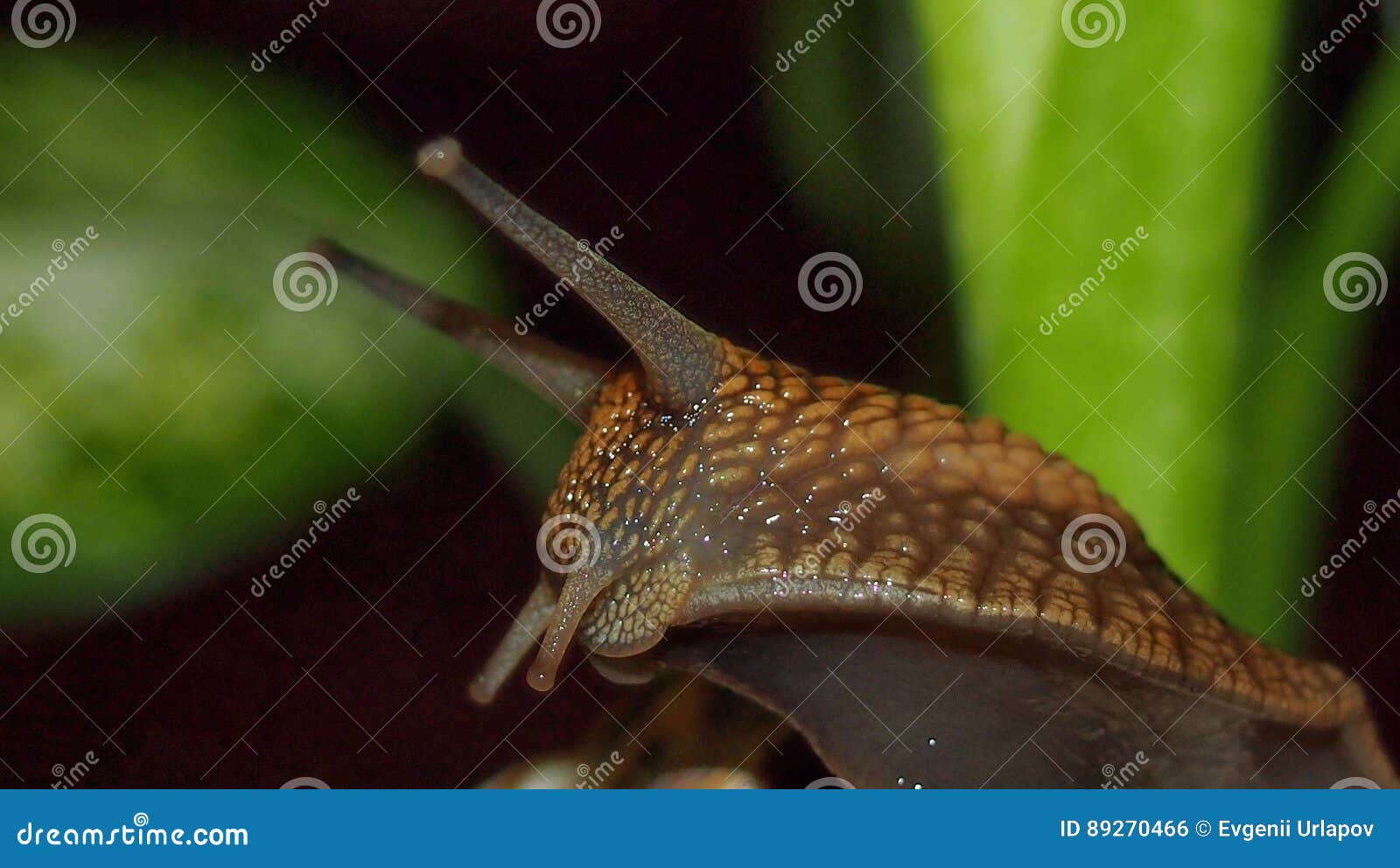 Snail close up stock photo. Image of microcosm, damp - 89270466