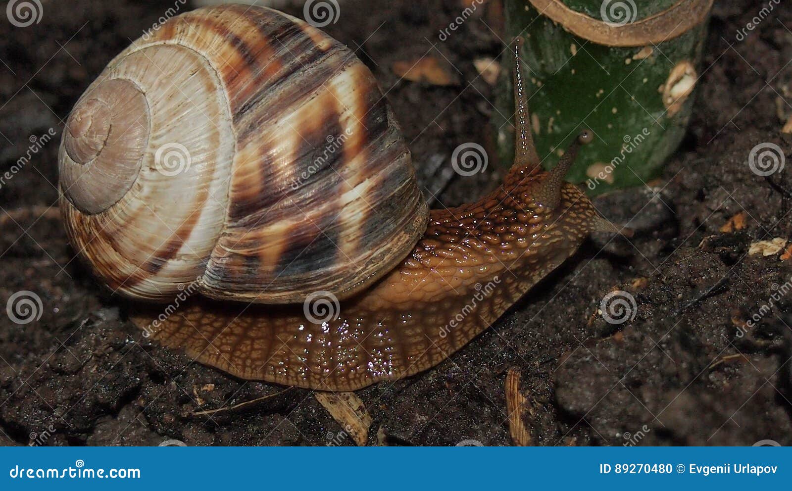 Snail close up stock photo. Image of plant, background - 89270480