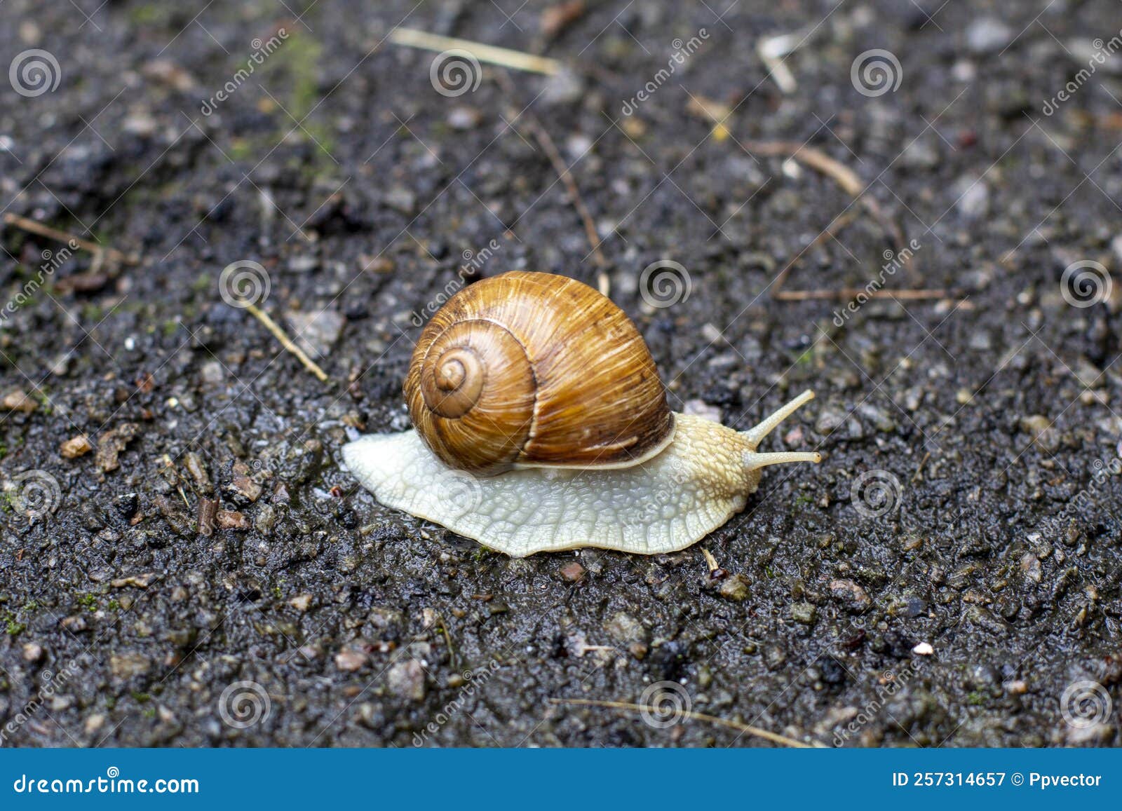 Snail close up. cochlea stock image. Image of nature - 257314657