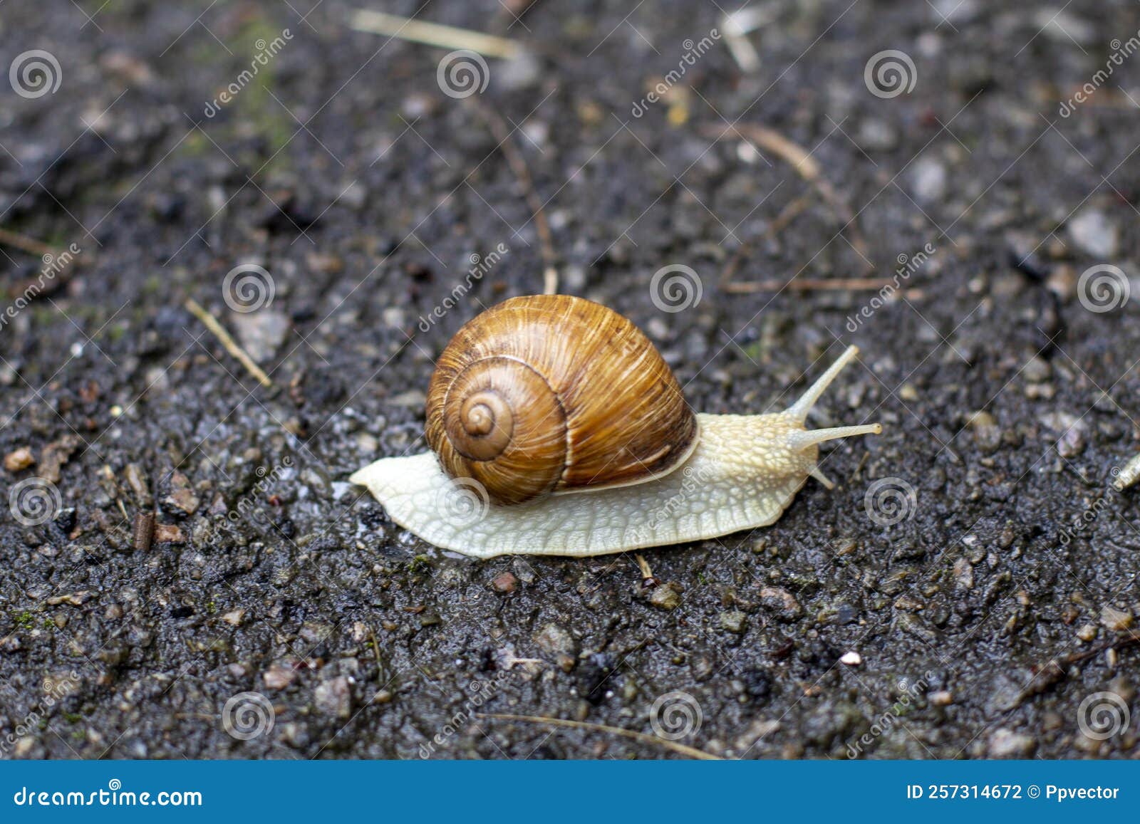 Snail close up. cochlea stock photo. Image of cute, healthy - 257314672