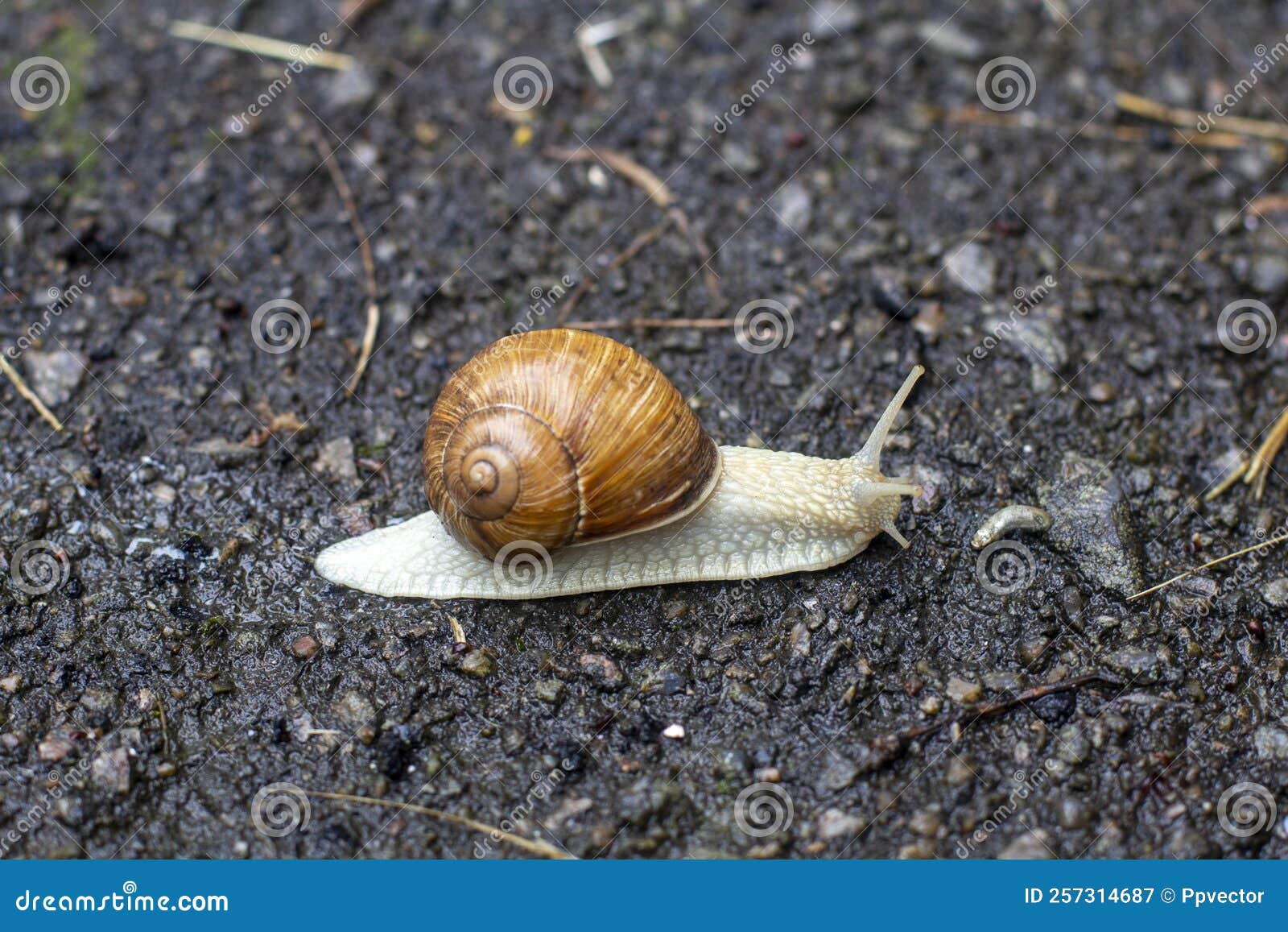 Snail close up. cochlea stock image. Image of closeup - 257314687