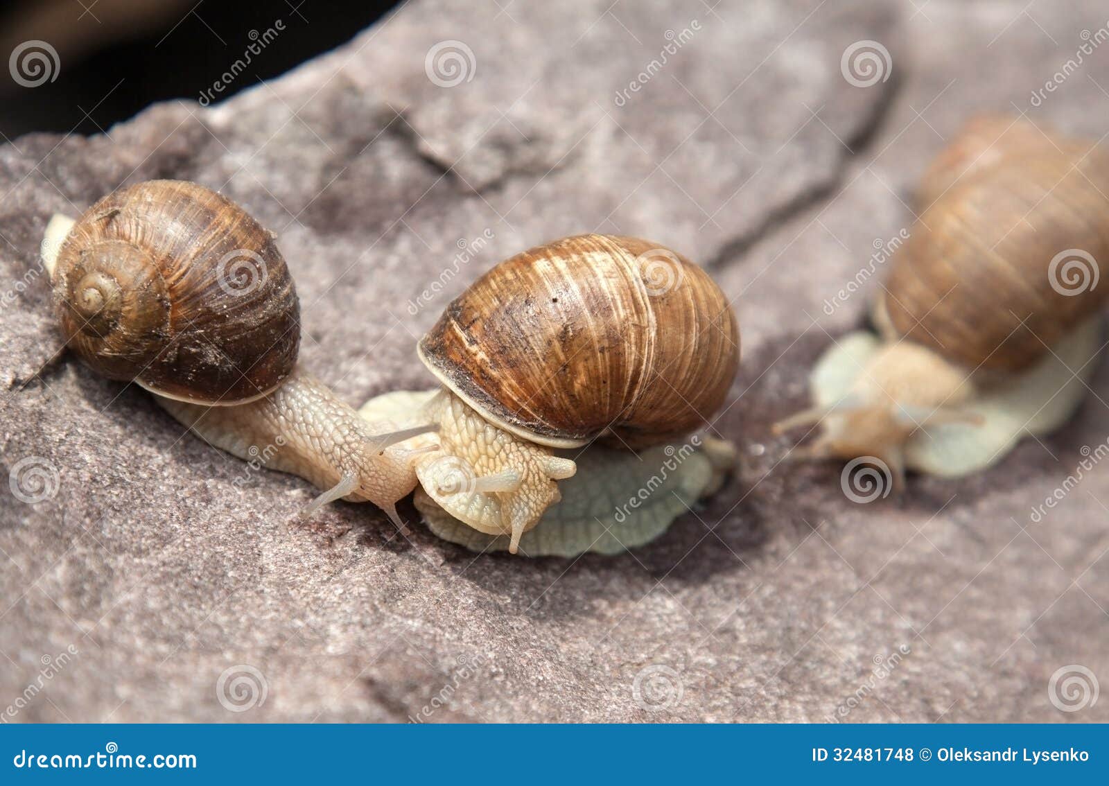 Snail close-up in nature stock photo. Image of food, hermaphrodite ...