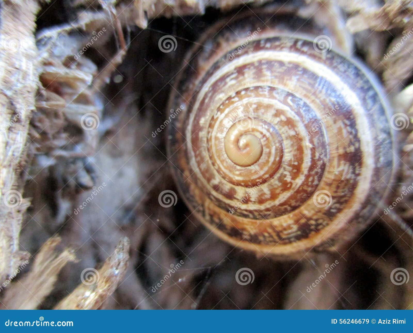 Snail close-up stock image. Image of tree, insects, spirals - 56246679