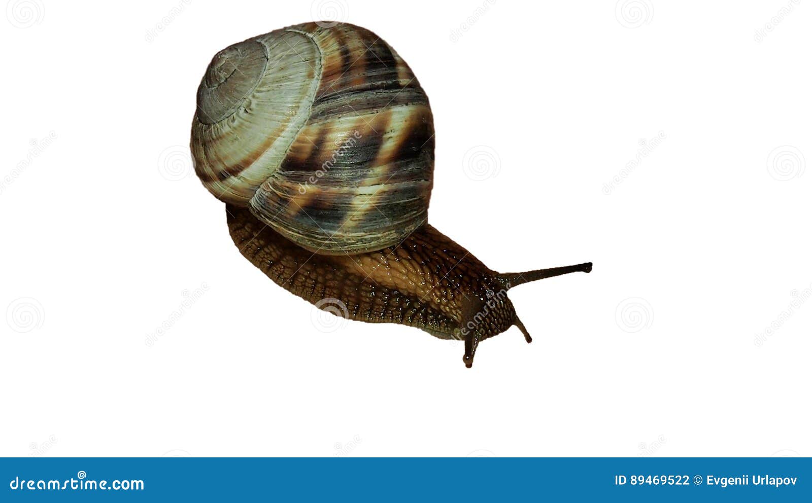 Snail close up stock photo. Image of protein, mustache - 89469522