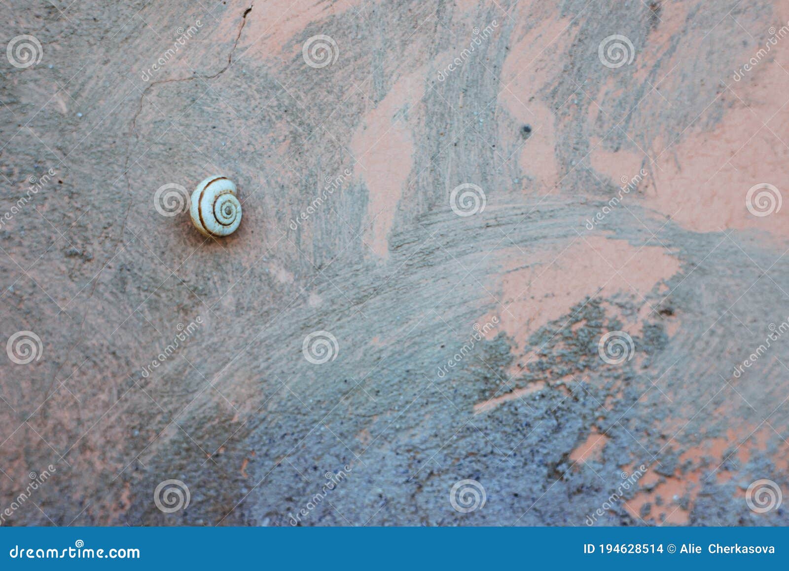 A Snail in a Closed Shell on a Wall Covered with Cement. a Snail Hangs ...