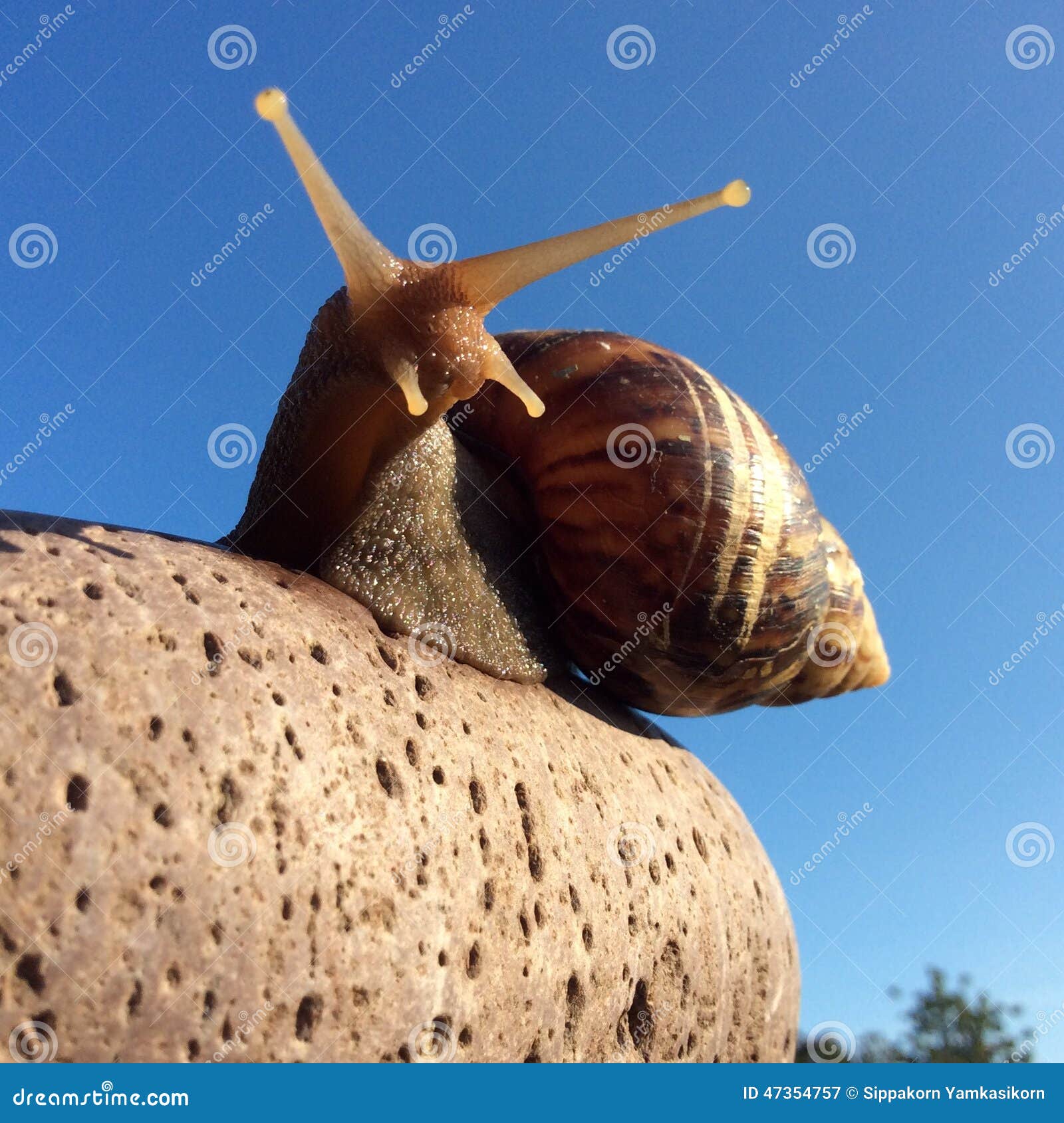 Snail stock image. Image of blue, lymnaeidae, molluscs - 47354757