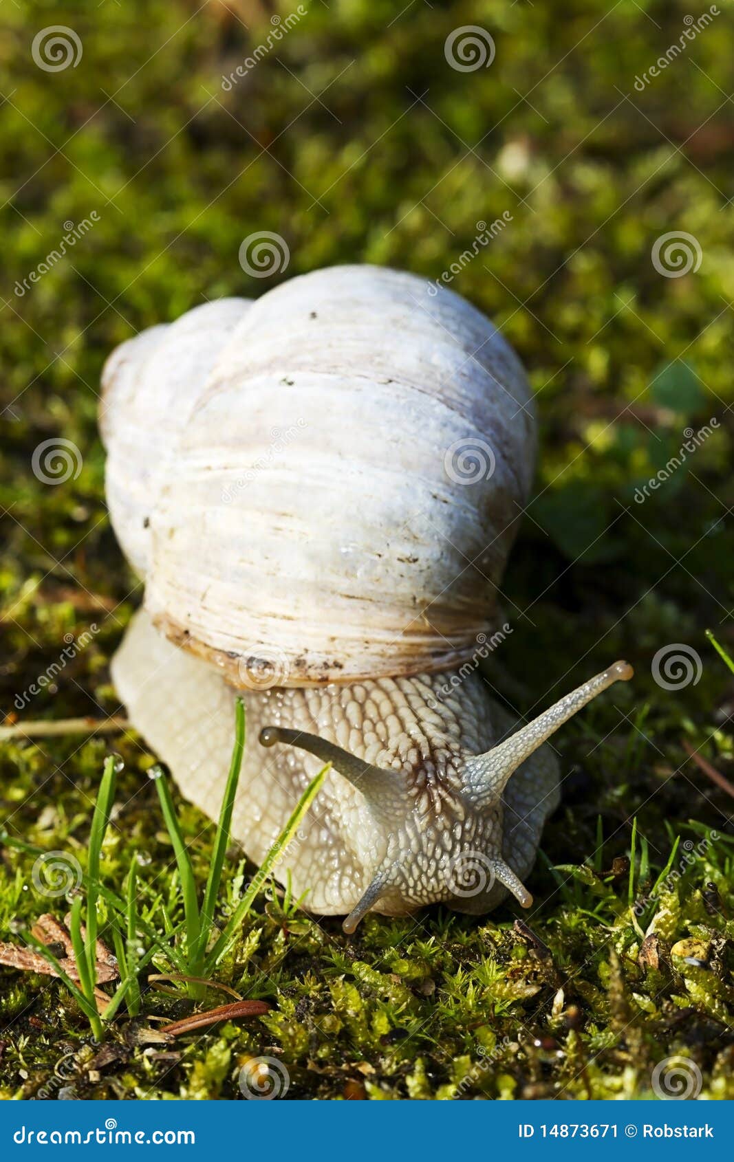 Snail closeup stock image. Image of nature, garden, snails - 14873671