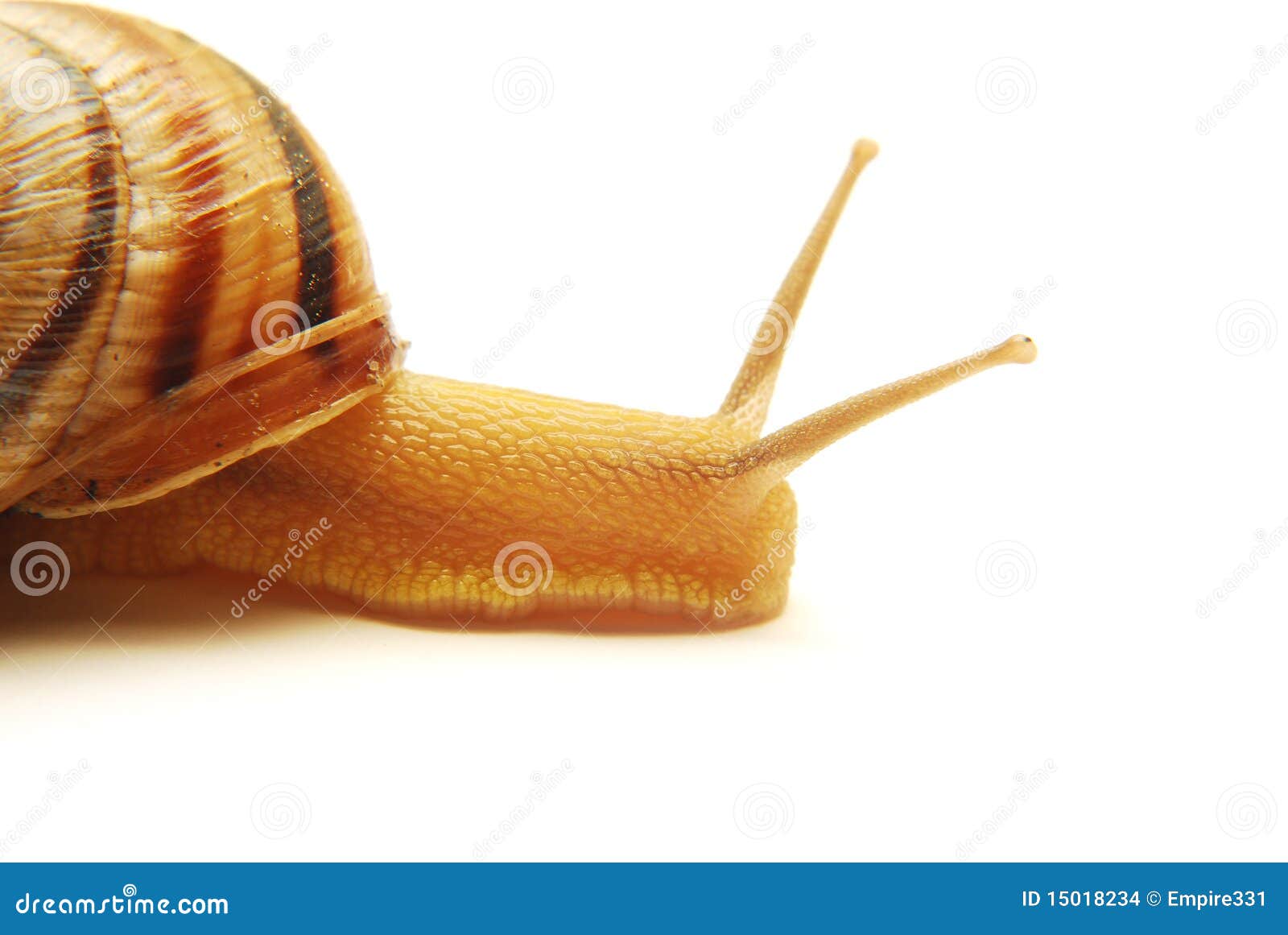 Snail closeup stock photo. Image of white, macro, animal - 15018234