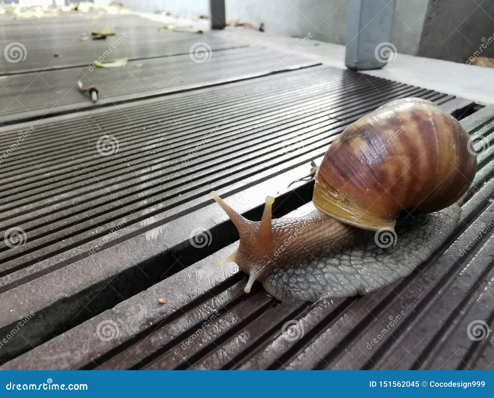Snail closeup stock image. Image of wildlife, background - 151562045