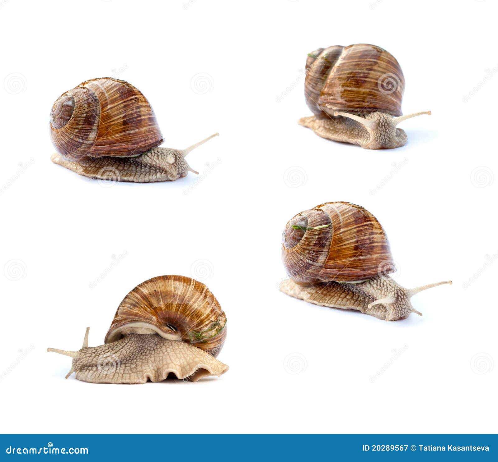Snail Closeup High Resolution Stock Image - Image of simple, good: 20289567