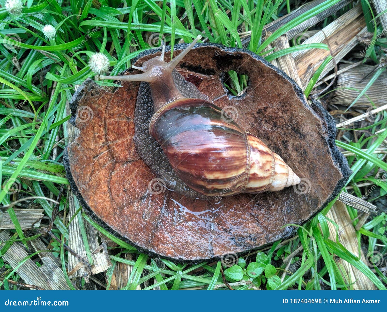Snail on coconut shell stock photo. Image of flight - 187404698