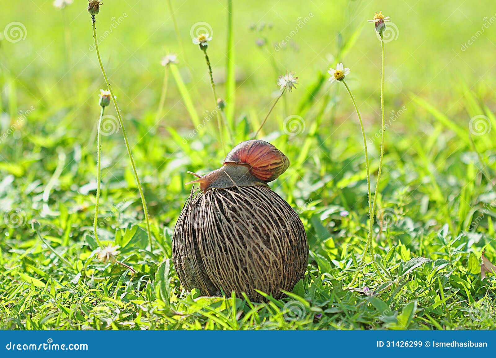 Snail on the coconut shell stock image. Image of fauna - 31426299