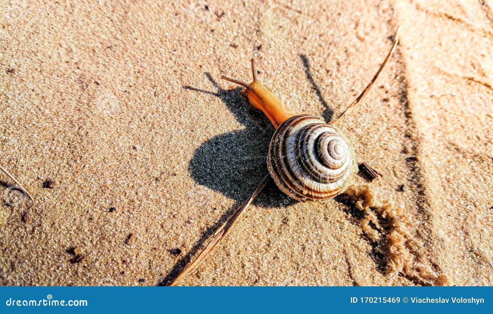 Snail Coil Putting Horns Crawling on the Sand Stock Image - Image of ...
