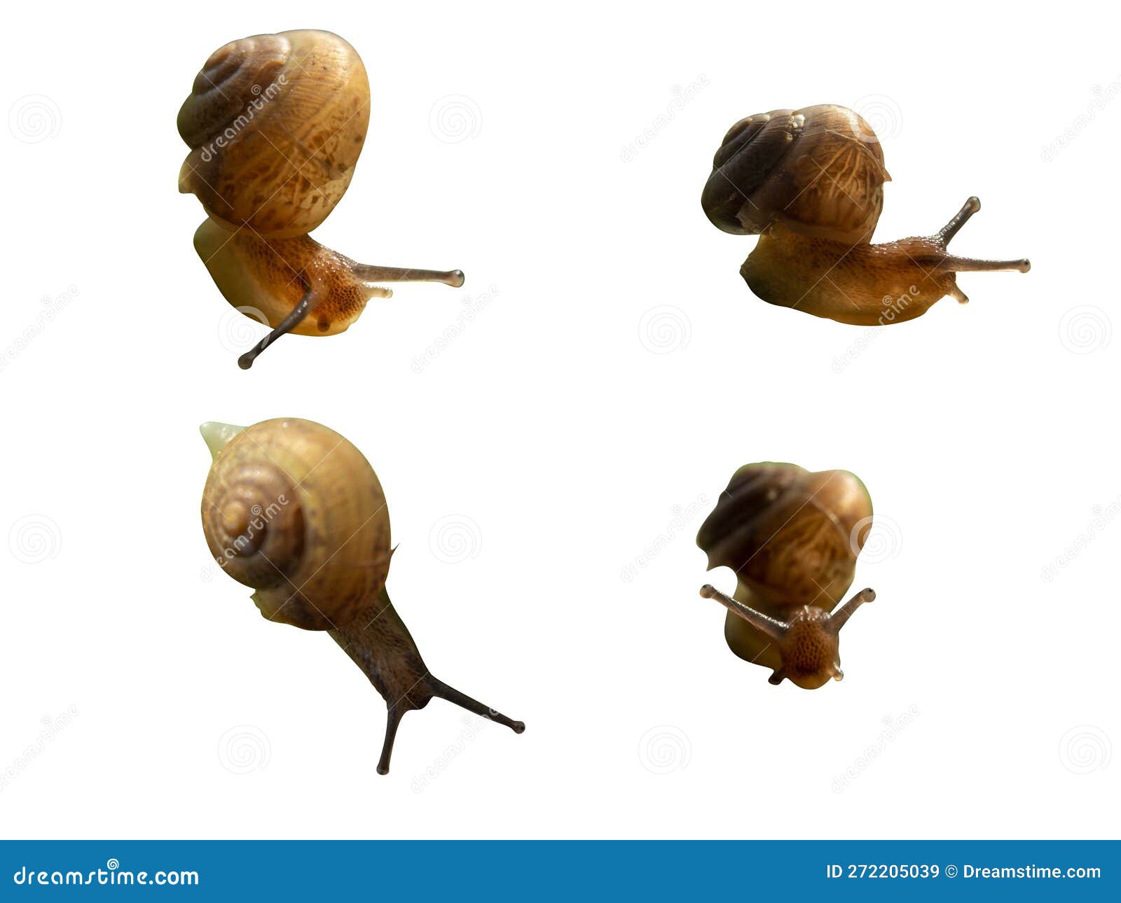 Snail with Coiled Shell Different Views Set Isolated on White Stock ...