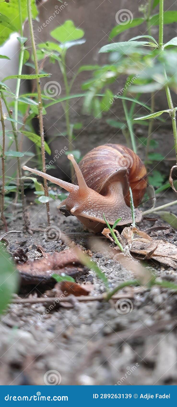 A Snail Comes Out from Its Shell in a Garden Stock Image - Image of ...