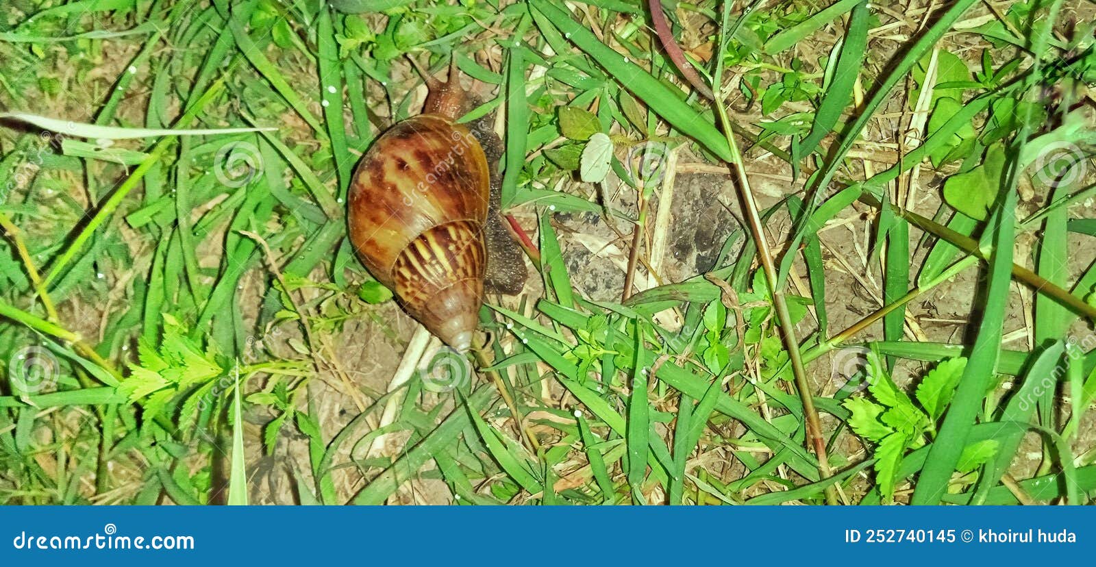 A Snail is Coming Out of Its Shell Stock Image - Image of animal ...