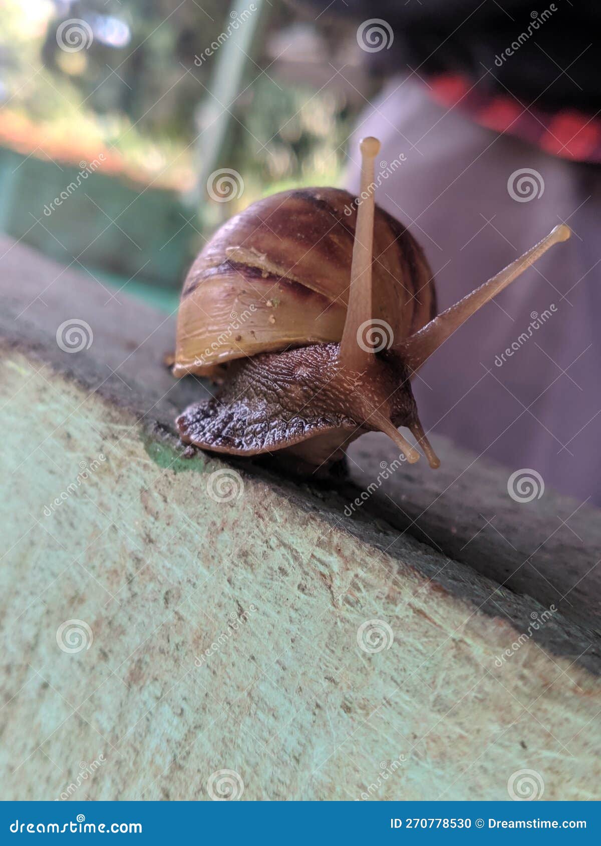 A Snail that is Coming Out of Its Shell Stock Photo - Image of seafood ...