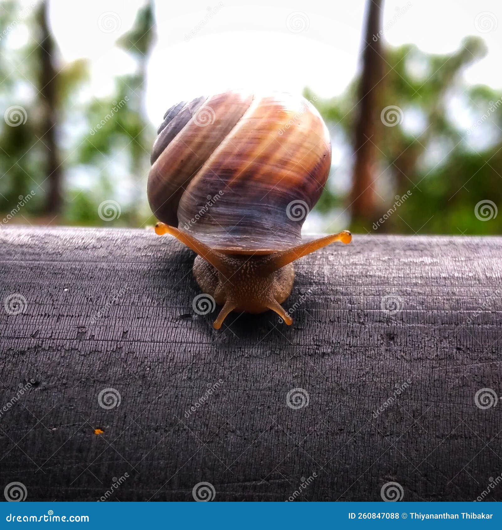 Snail coming outside stock photo. Image of outside, snail - 260847088 Snail coming outside stock photo. Image of outside, snail - 260847088