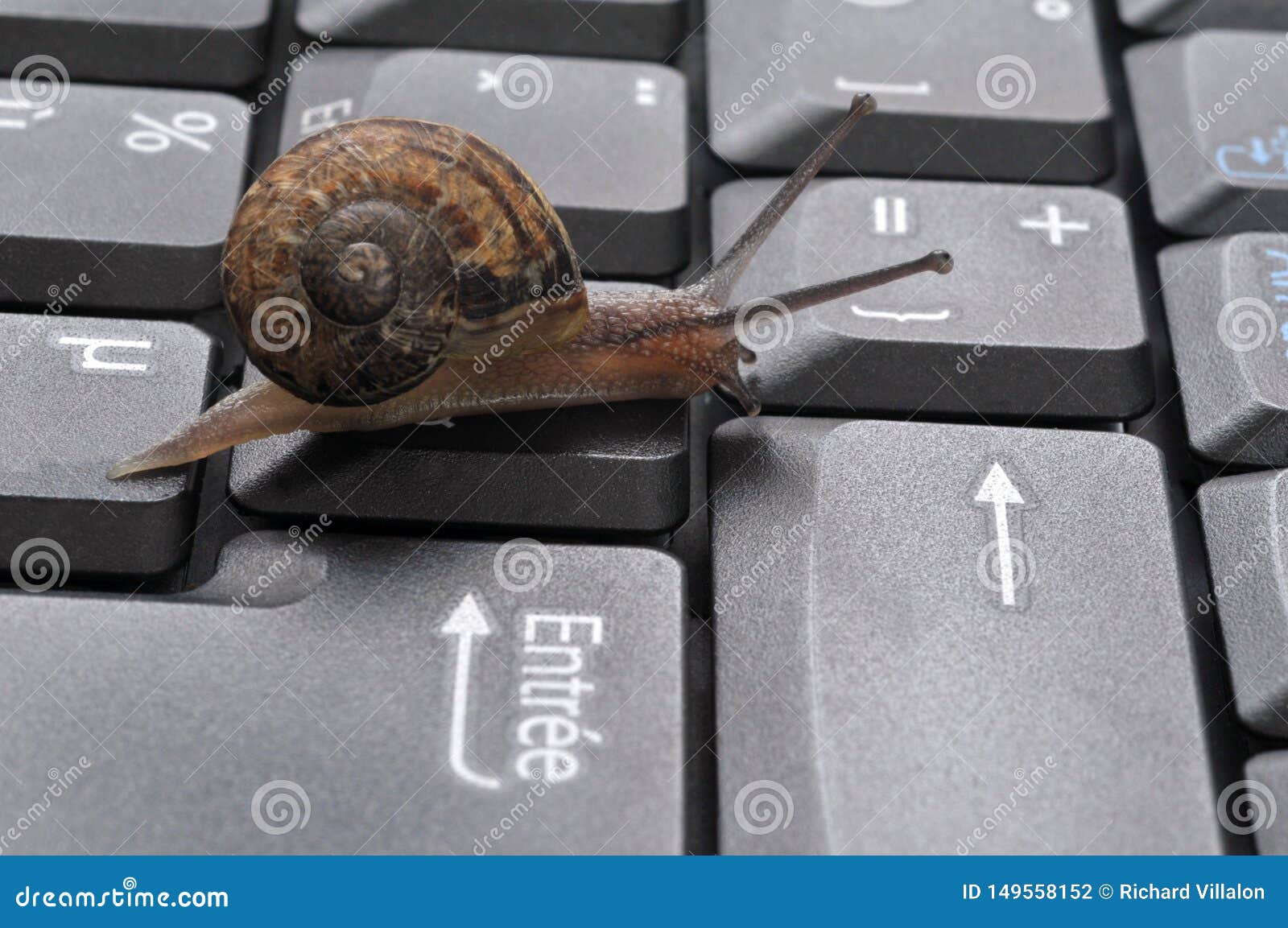 Snail on a Computer Keyboard Stock Photo - Image of slowness, slow ...