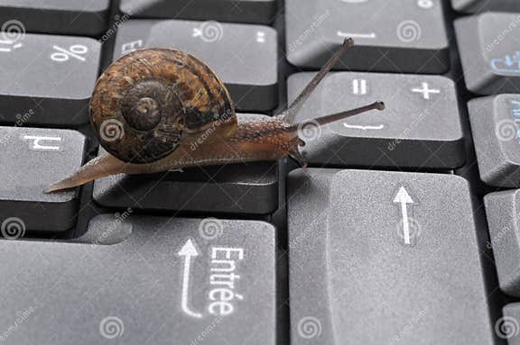 Snail on a Computer Keyboard Stock Photo - Image of slowness, slow ...