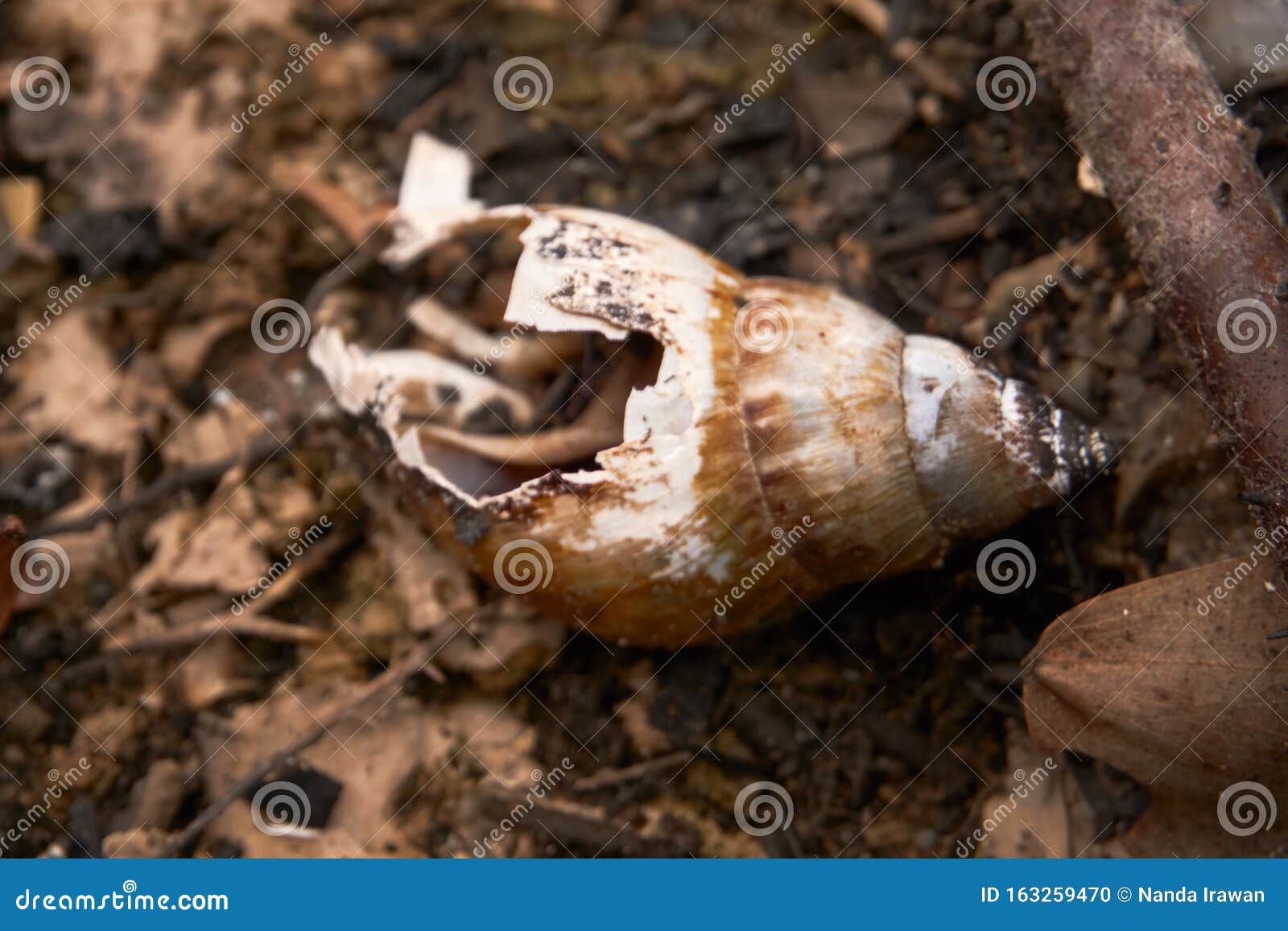A Snail Conch Burnt after Forest Fire. Forest Fire Effect Stock Photo ...