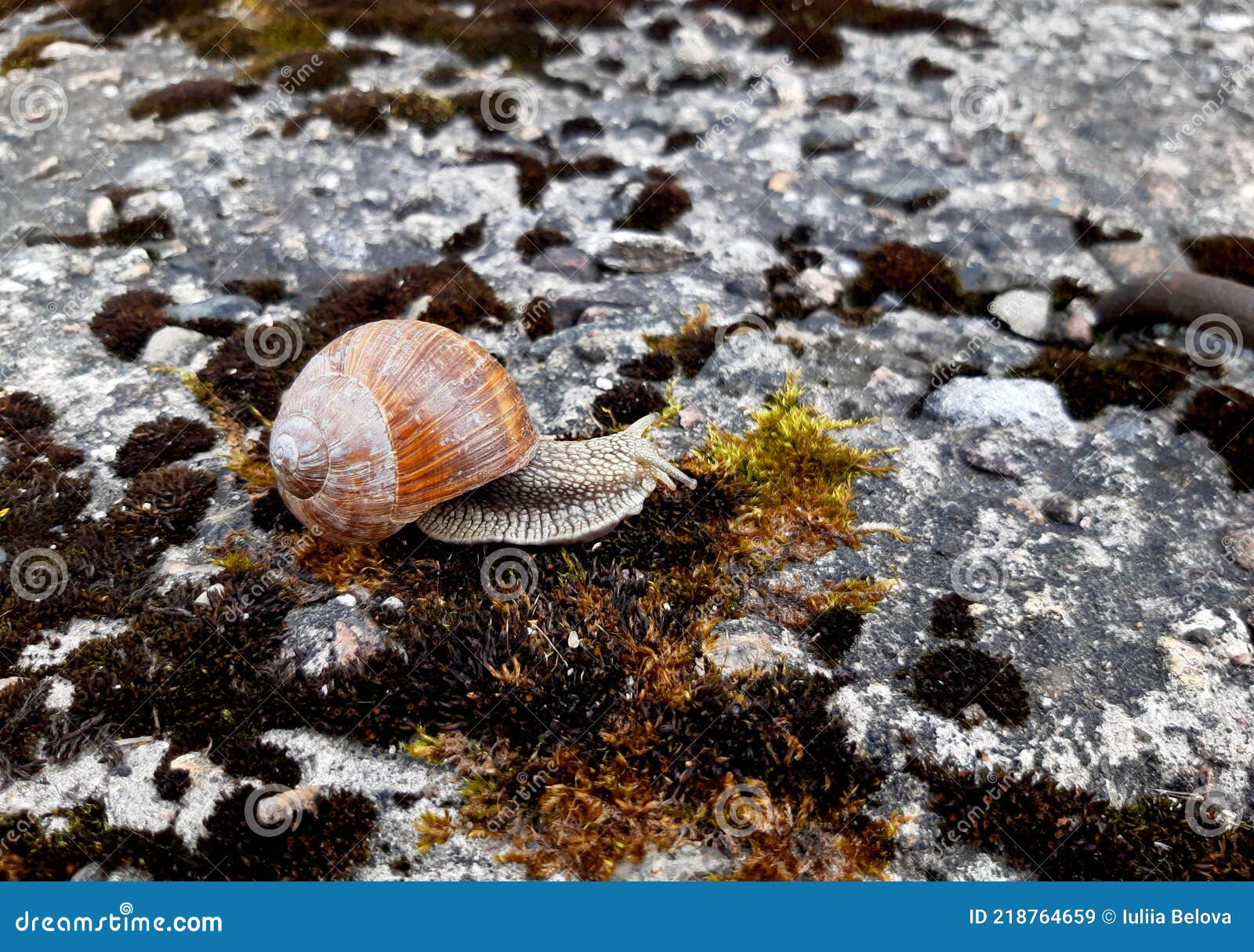 Snail And Block Stock Photo | CartoonDealer.com #121055604