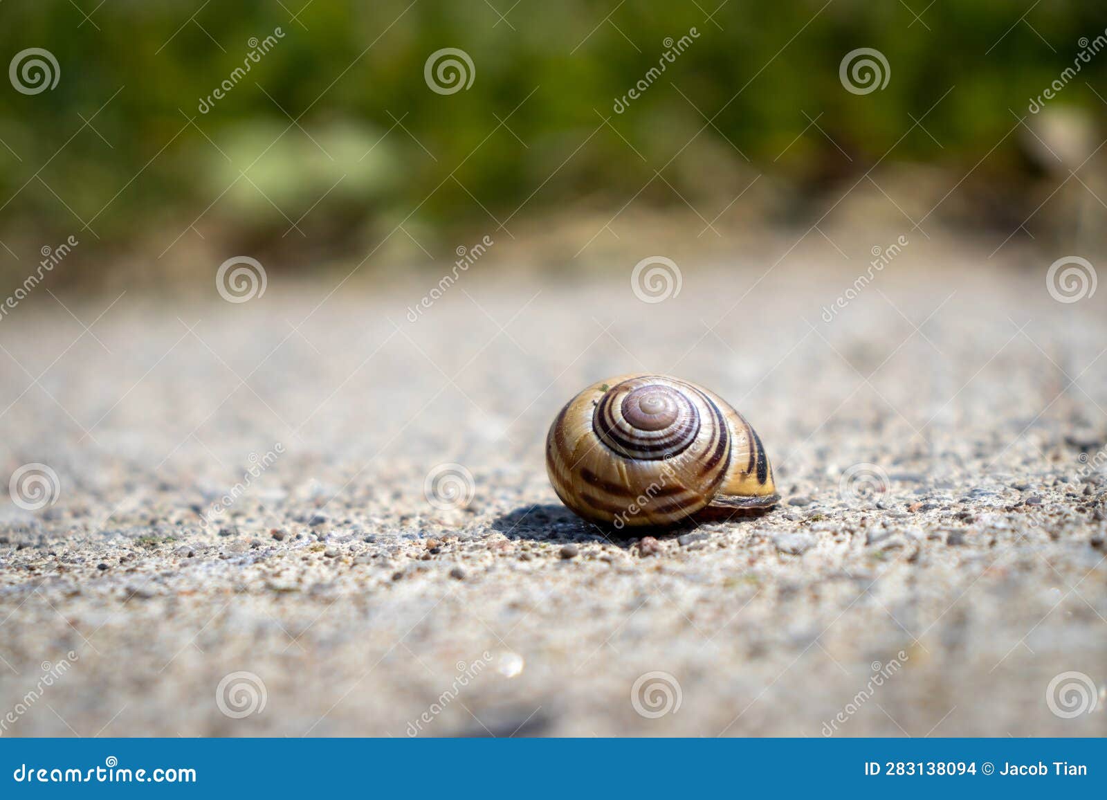Snail on Concrete Surface with Spiral Shell and Pebbles - Green Grass ...