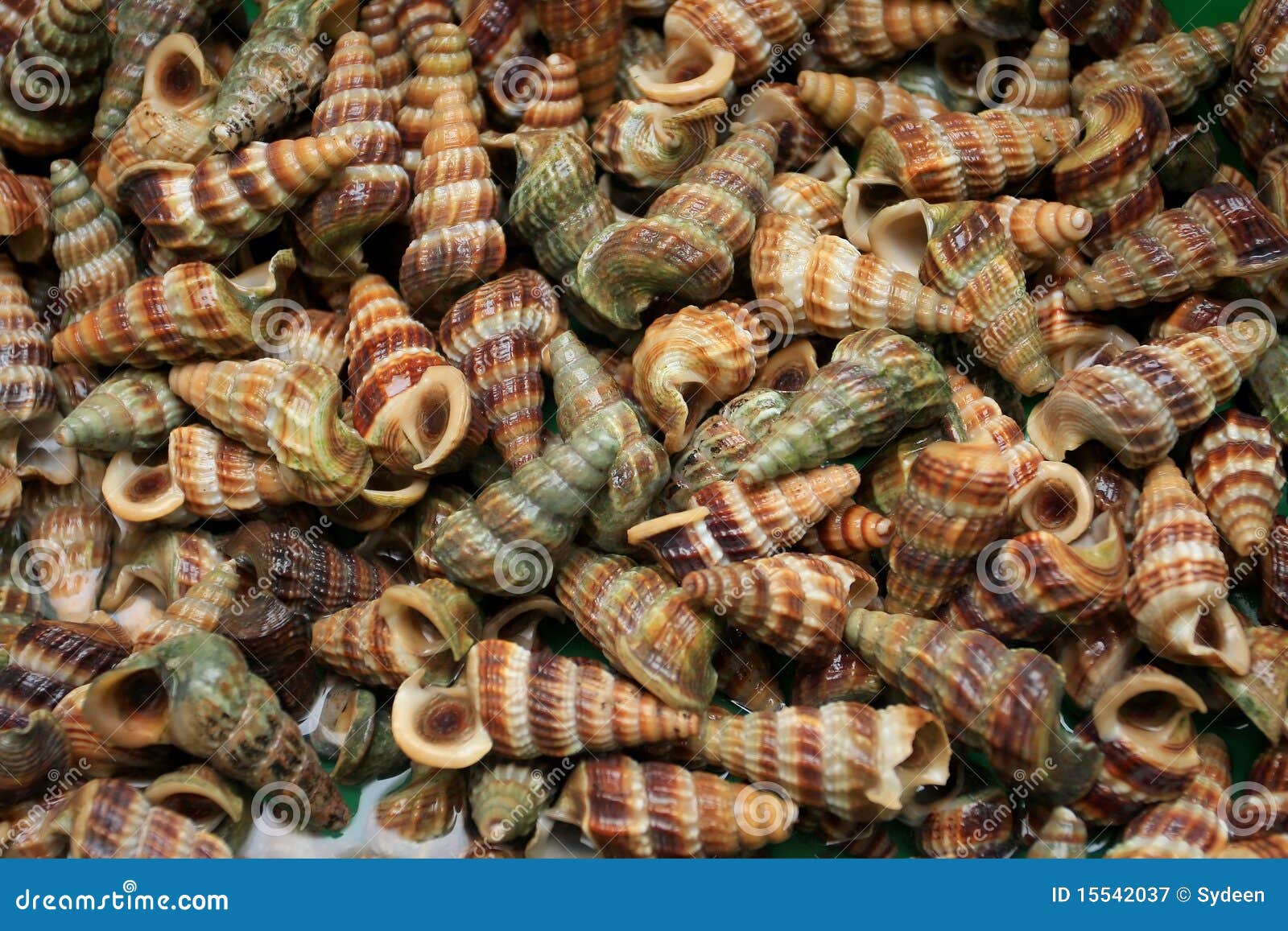 Snail for cooking stock image. Image of diet, macro, nature - 15542037