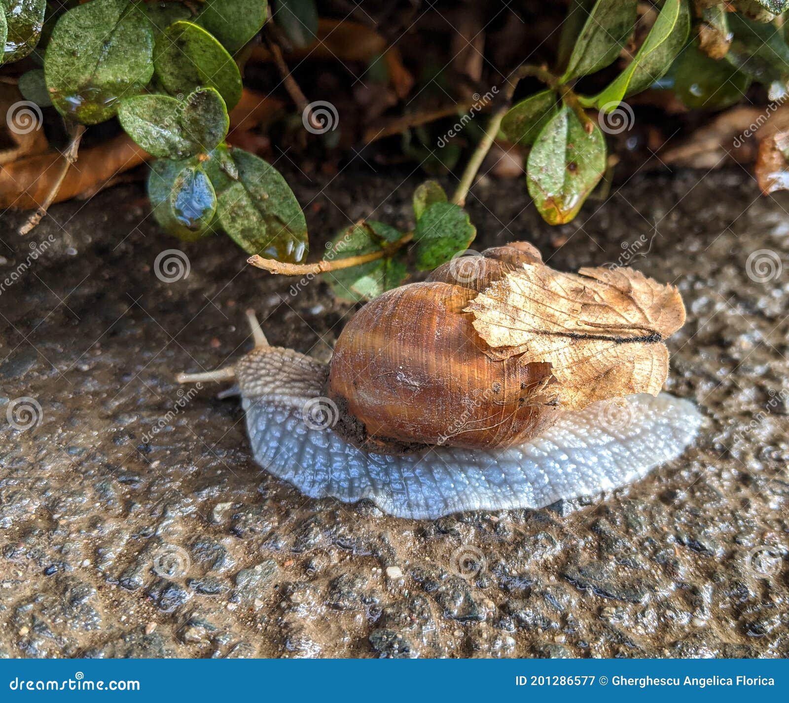 Snail with the Leaf on the Shell - Cornu Aspersum Syn. Cryptomphalus ...